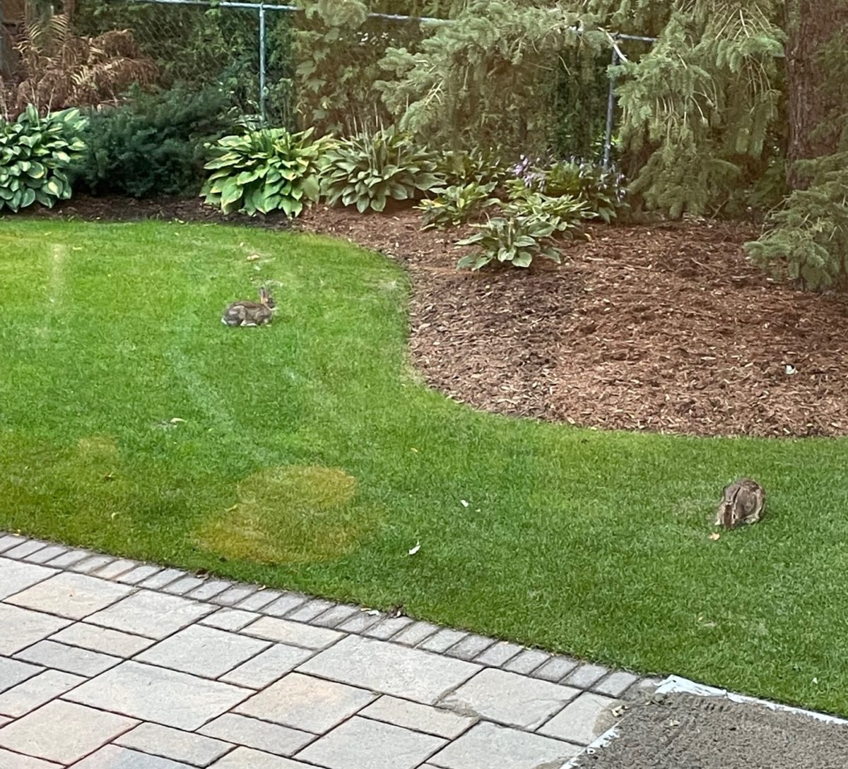 Leveling Your Lawn with Sand - DIY LAWN EXPERT